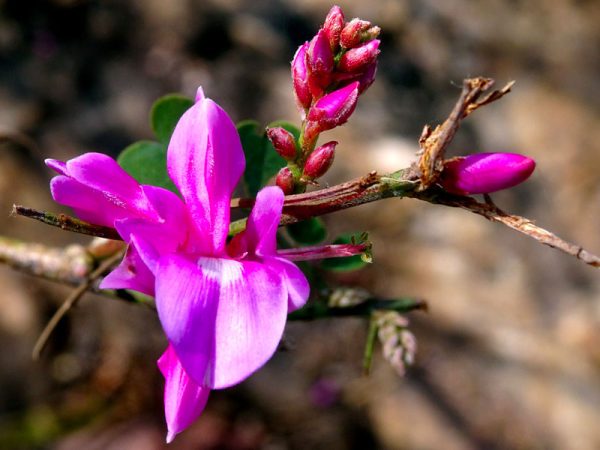 Avuri (Indigofera tinctoria) Powder - 4 Best Benefits - Granniez Green ...