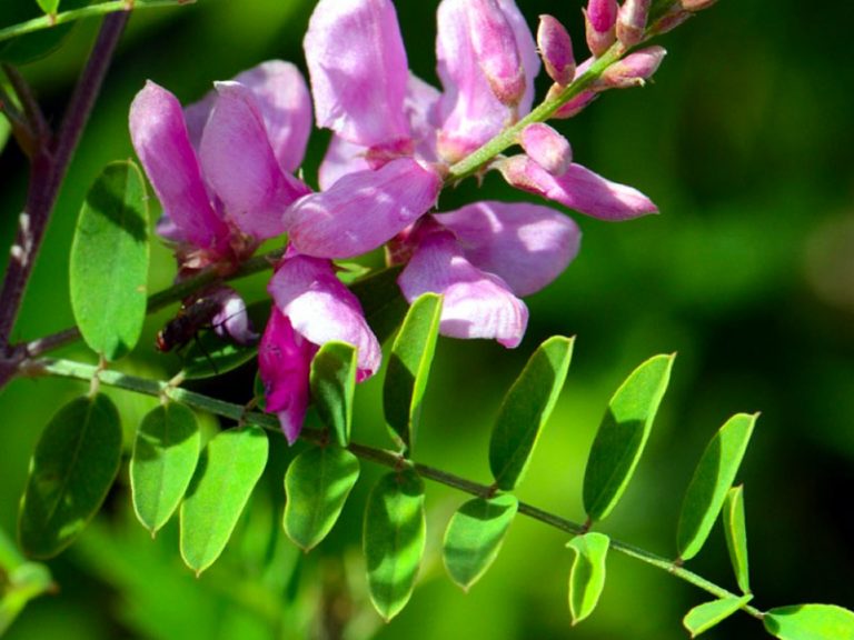 Avuri (Indigofera tinctoria) Powder - 4 Best Benefits - Granniez Green ...
