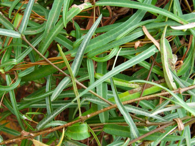 Nannari Root (Sarasaparilla) Powder - 7 Best Benefits - Granniez Green ...